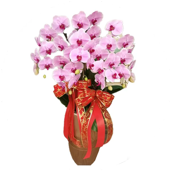 西嶼鄉春節盆花該怎麼挑選與擺放才最應景？ －聖弘花藝